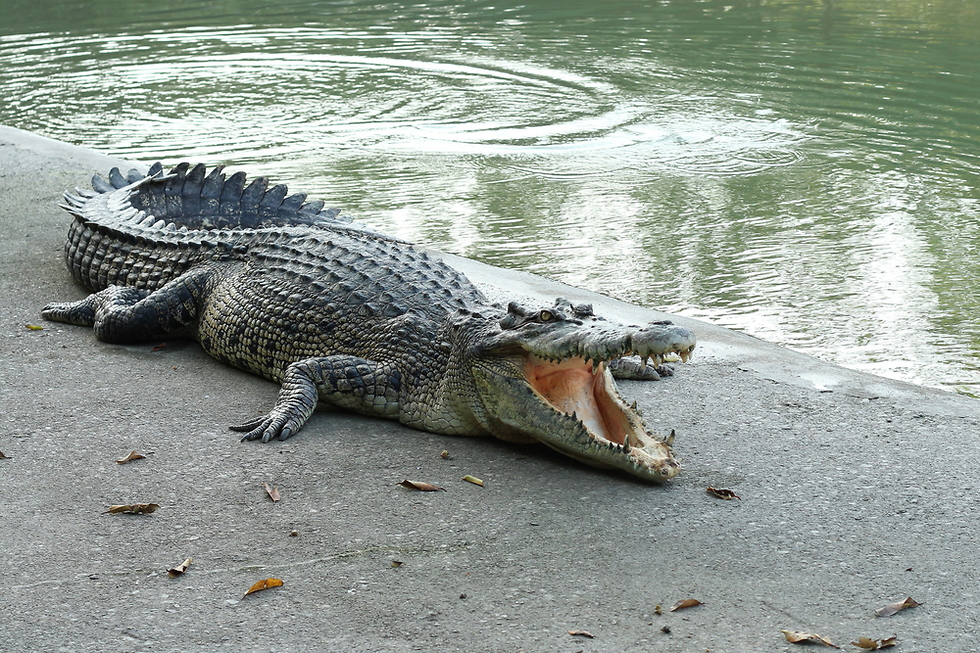 Gilo River Crocodiles