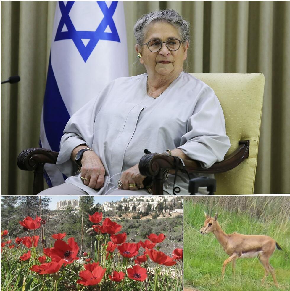 Gazelle named for late first lady dies on Nechama Rivlin's 30-day memorial