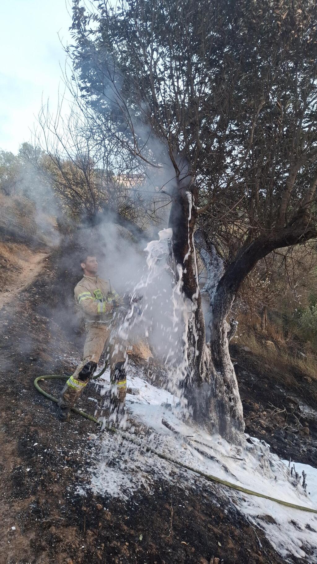 Ancient Galilee olive grove burns, family fights to save what remains ...
