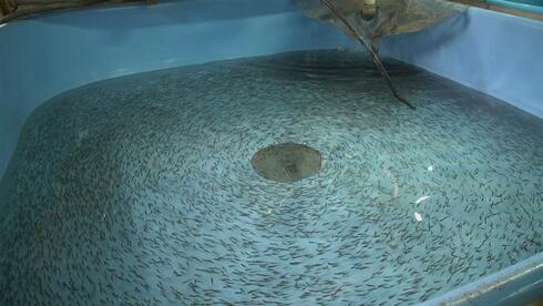 Israel turns to sustainable fish farming to solve food insecurity