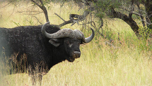 Rare white buffalo calf born in Yellowstone seen as fulfilling a 2,000 ...