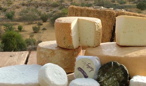 הכירו: חוות בודדים המייצרות גבינות איכות