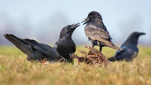 Crows counting skills resemble those of human toddlers, new study finds