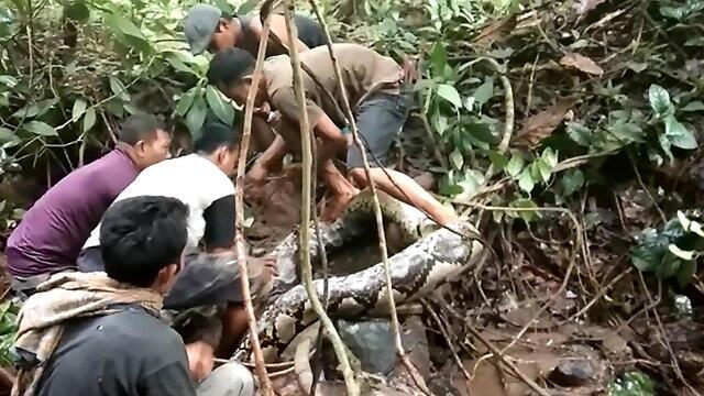 Tragedy in Indonesia: Python swallows mother of 4