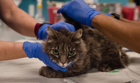 2 New York cats become first U.S. pets to test positive for coronavirus