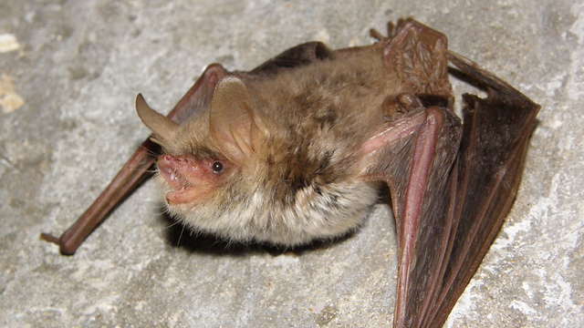 Israel seals bat caves for visitors to shield endangered species from virus