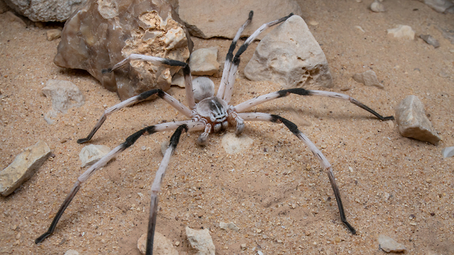 Cerbalus aravaensis: Meet Israel's largest spider