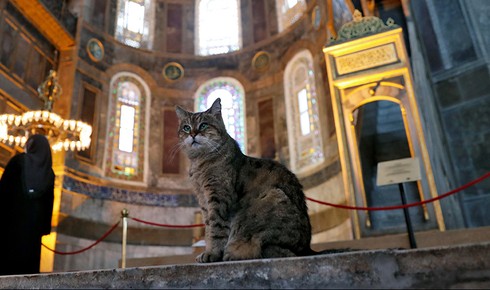 Gli the cat can stay even as Istanbul's Hagia Sophia changes