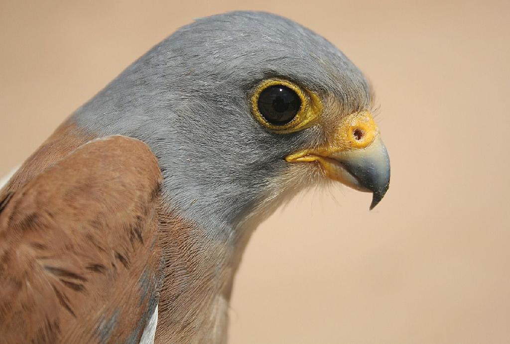 הקרב על עמק השלום: בנייה מול טבע