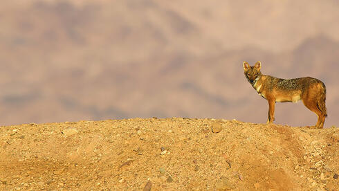 Jackal drags baby out of tent, at Negev campsite