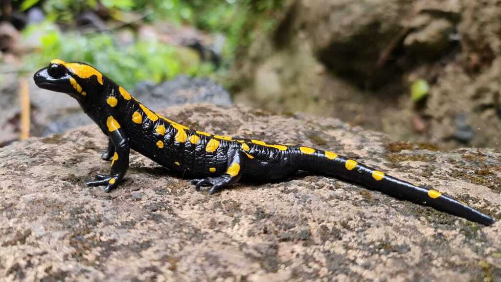 Rare fire salamanders make surprise appearance in Israel's north