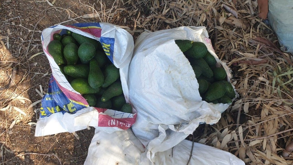 Israeli farmers look for answers as stealing crops becomes the norm