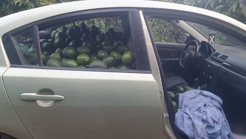 Israeli farmers look for answers as stealing crops becomes the norm