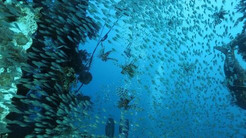 Warming driving marine life off the coast of Israel to collapse, study says