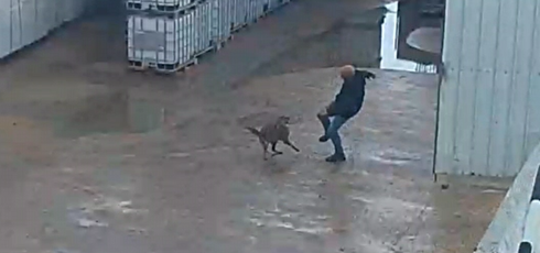 Series of jackal attacks raises fear of rabies outbreak in northern Israel