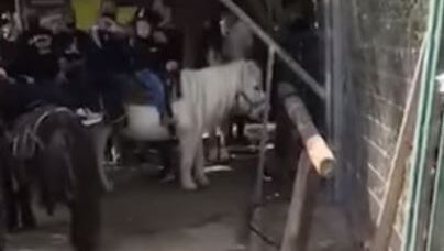 Video of overworked pony ride sparks animal cruelty row