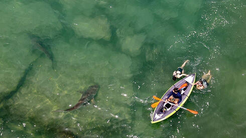 Warm waters draw sharks off Israel's Mediterranean coast