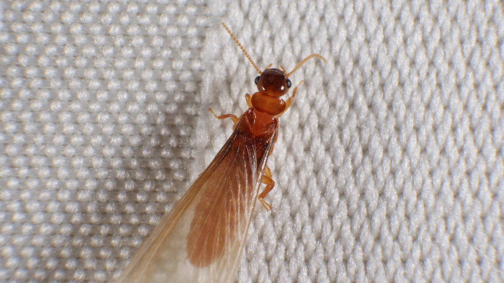 Invasive super-termite spreads around Israel