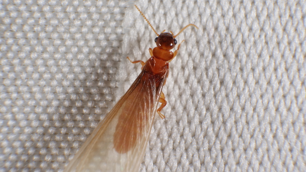 Invasive super-termite spotted in Israel