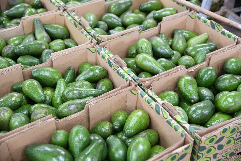 Bearing fruit: Israeli avocado farmers to grow superfood in Morocco