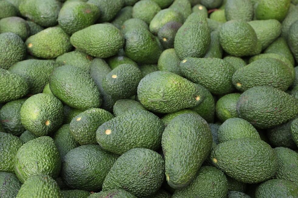 Bearing fruit: Israeli avocado farmers to grow superfood in Morocco