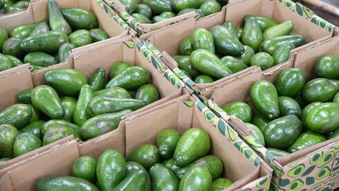 Despite war, Israel's avocado harvest hits record-breaking yield