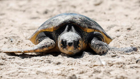 Turtle returns to sea after months of treatment at Israeli rescue center