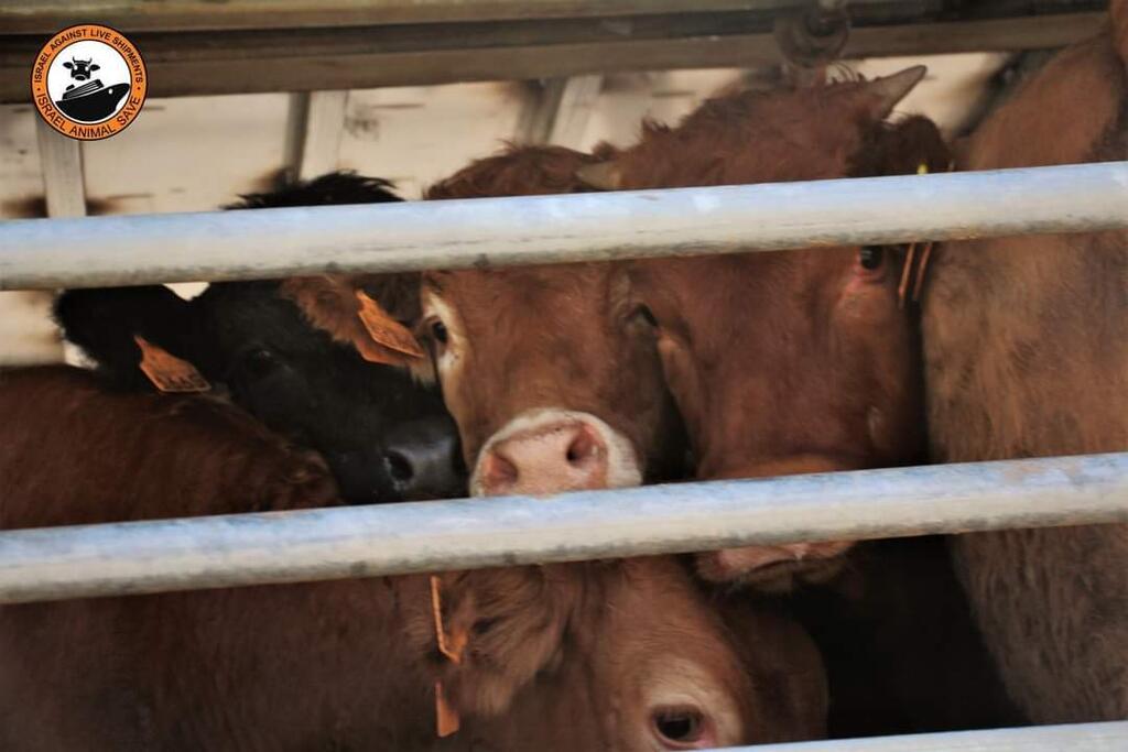 Animal rights group chronicles cruelty on live transports to Israel
