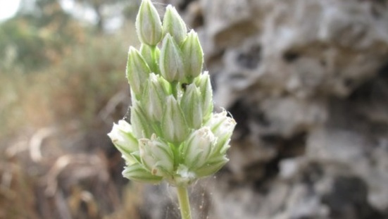 Israeli botanists discover new plant species near Jerusalem mountains