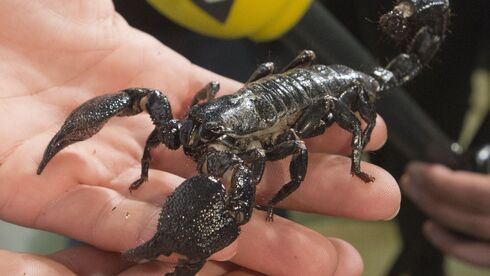 Scorpion swarm in Egypt kills 3, injures hundreds