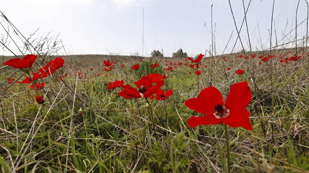 As anemones bloom, southern Israel dons a red flowery dress