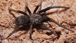New species of spiders discovered in southern Israel