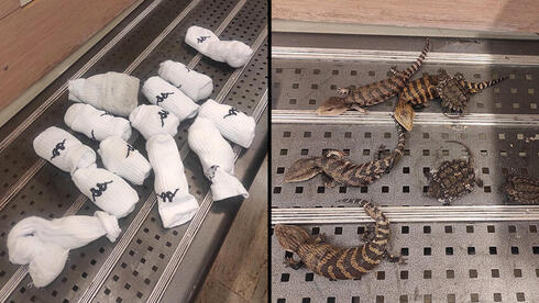 Israeli man arrested for trying to smuggle reptiles into country in socks