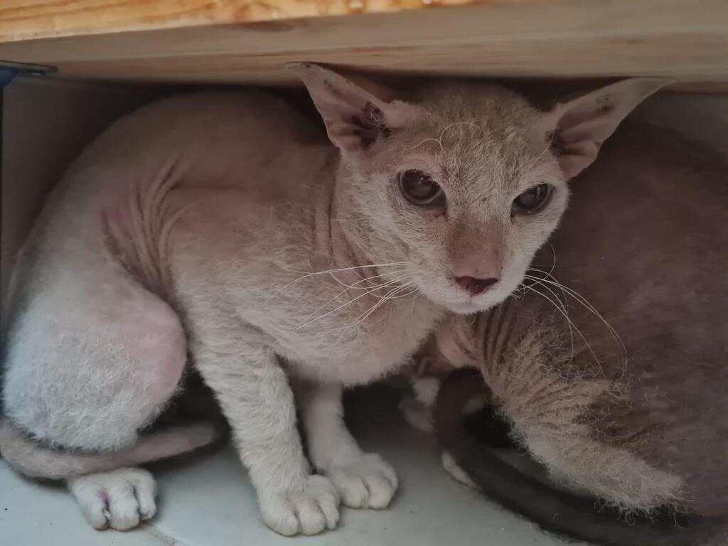 18 Sphynx cats found abandoned in Tel Aviv neighborhood
