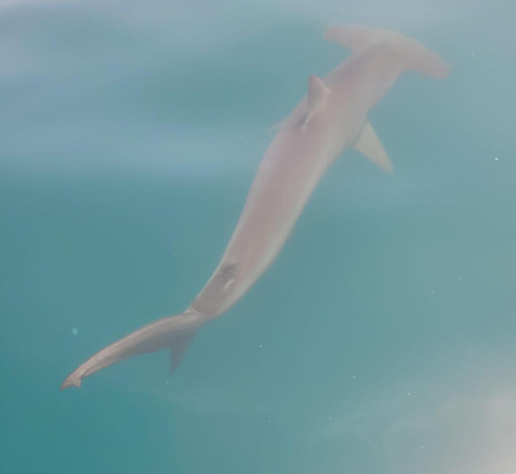 In rare sighting, hammerhead shark spotted off Israeli coast