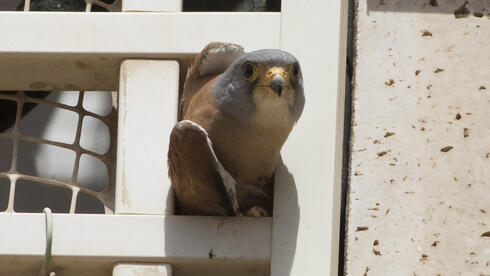 Small falcons adopt neighborhood in southern Israel as new home