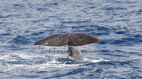 Meet Kim, the first 'Israeli' whale