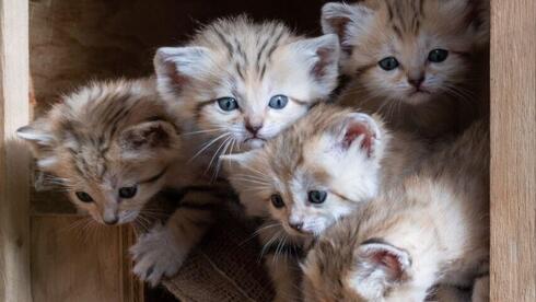 Rare sand cat kittens born in Israel's Ramat Gan Safari