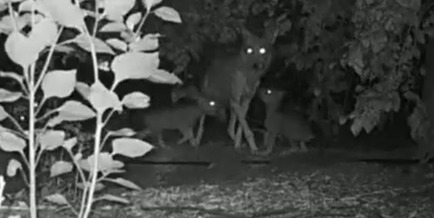 Family of wolves spotted living in lemon orchard in Israel's Negev desert