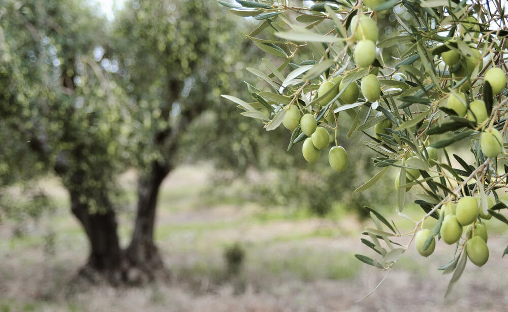 Israeli study finds earliest evidence of fruit tree domestication