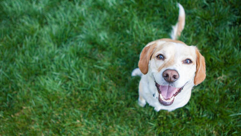 What are the most popular dog names in Israel?