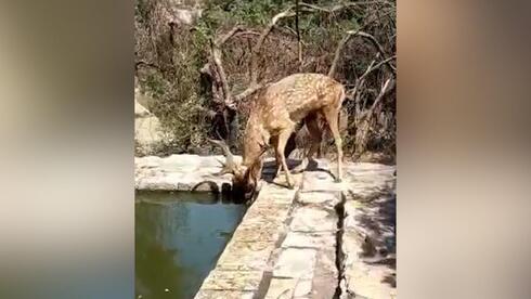 Mountain deer attacks hiker taking snaps of animal near Jerusalem