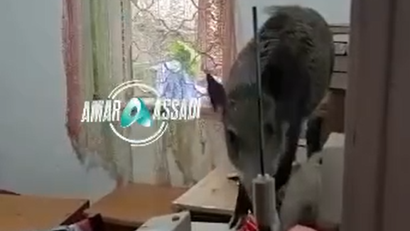 Wild boar breaks into home in northern Israel, leaving a mess