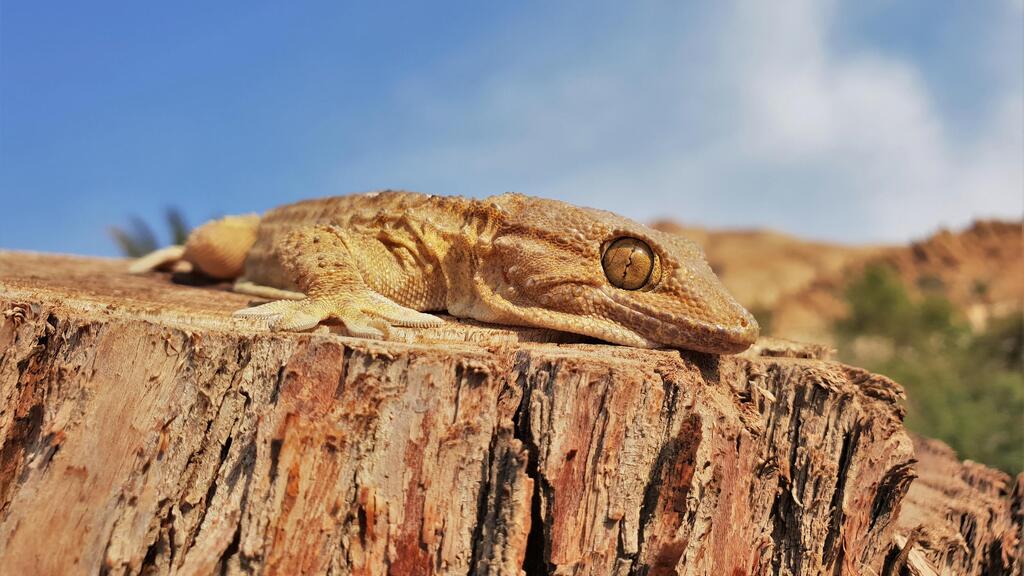 Egyptian gecko threatens Israel's Arava region ecosystem