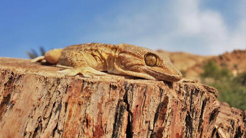 Egyptian gecko threatens Israel's Arava region ecosystem