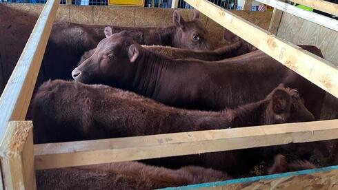In quest for lost biblical traditions, red heifers arrive in Israel