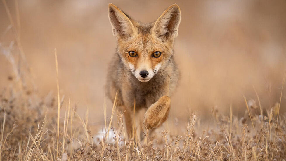 Israeli photographers' best snaps of the year