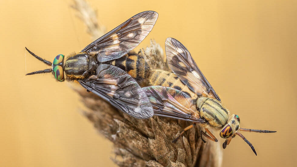 Israeli photographers' best snaps of the year