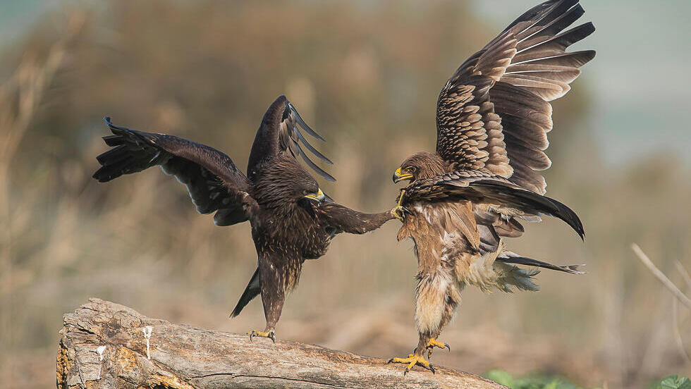Israeli photographers' best snaps of the year