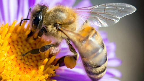 Israeli startup unlocks the secrets of bee colonies